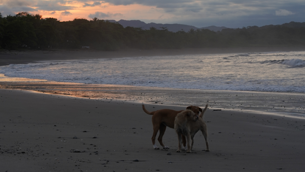 Garza, Costa Rica: A Hidden Gem on the Pacific Coast – Onebigyellowworld